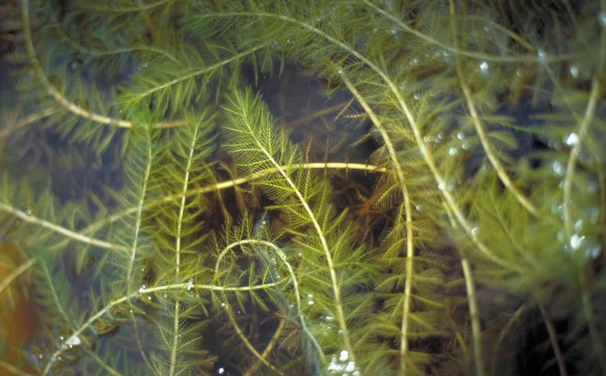 Eurasian Water-Milfoil | Ontario's Invading Species Awareness Program