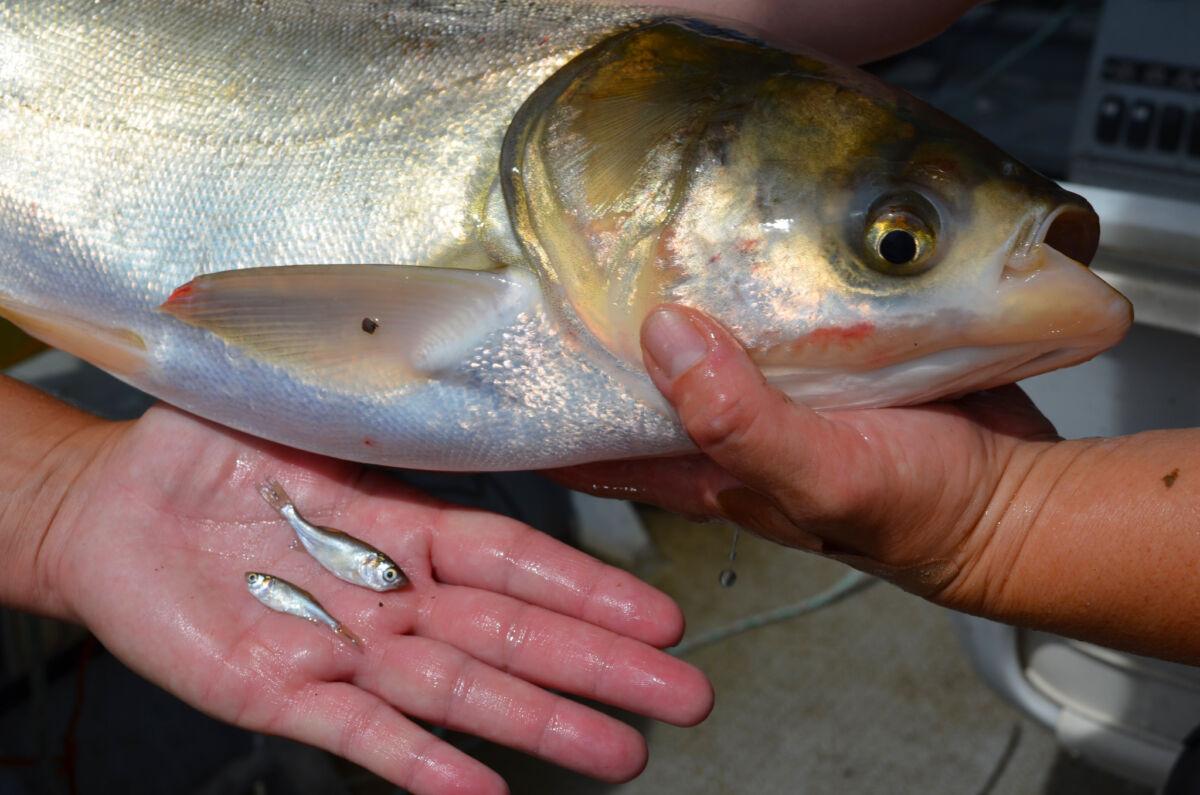 how to make silver carp bait