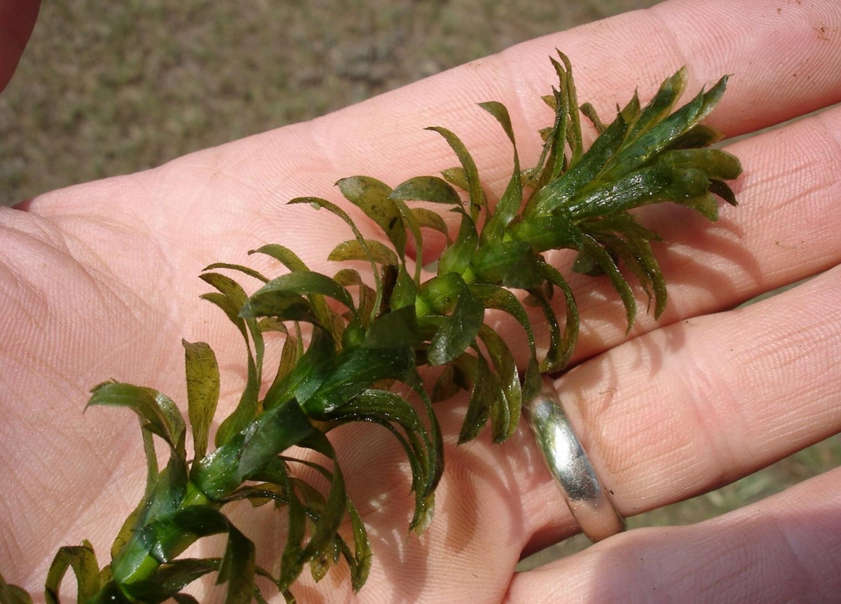 elodea varieties