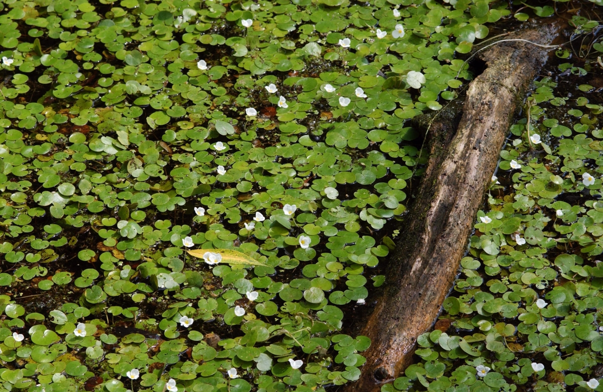 is frogbit invasive