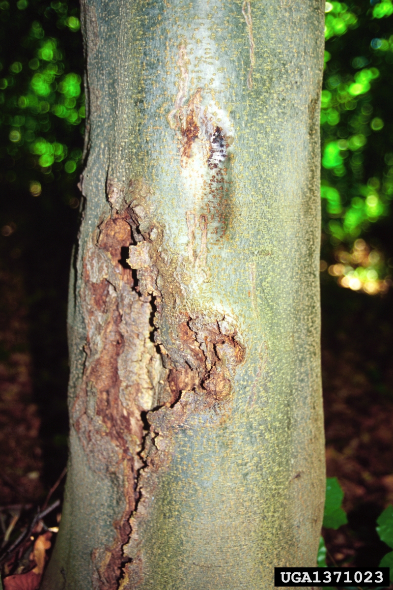 beech tree bark disease