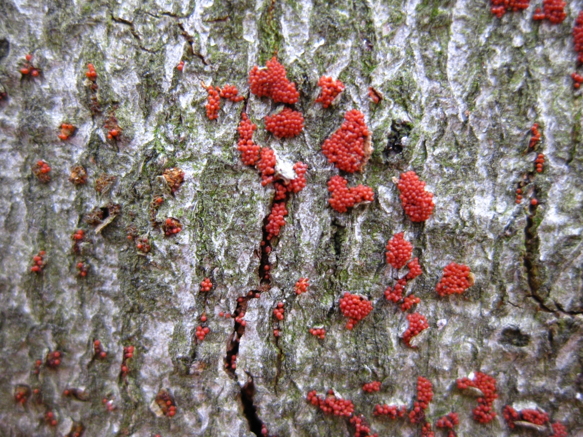 beech tree bark disease