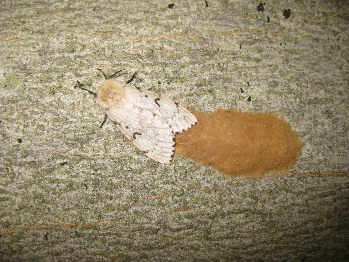 white fluffy moth ontario