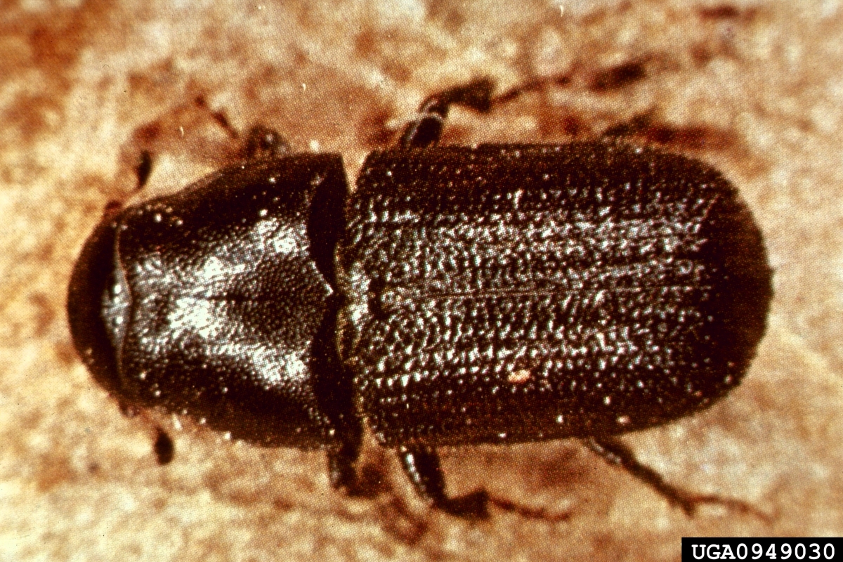 pine beetle ontario