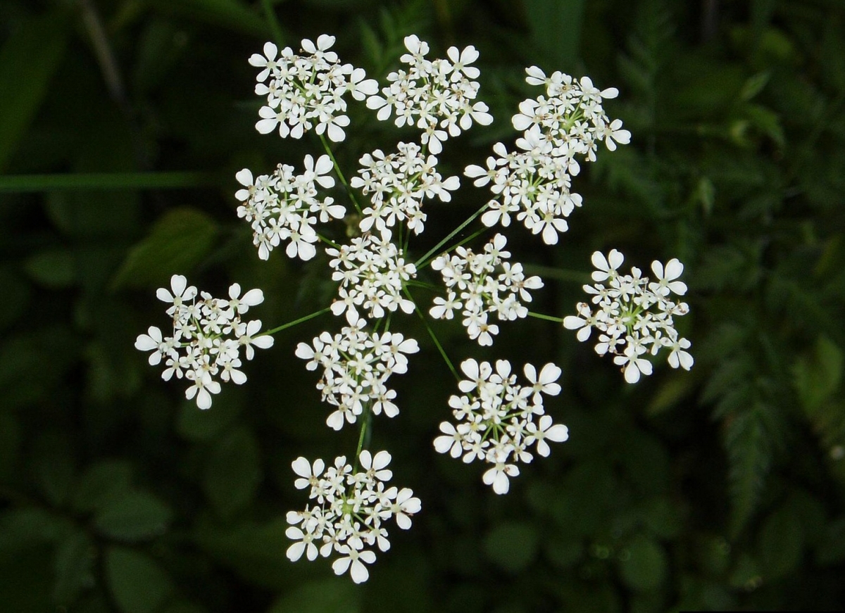 wild chervil