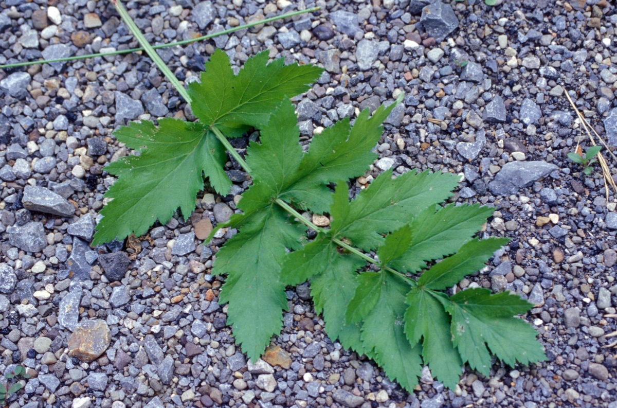 parsnip leaf problems