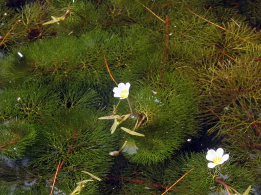 Aquatic Plants | Ontario's Invading Species Awareness Program