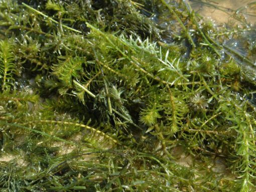 Aquatic Plants | Ontario's Invading Species Awareness Program