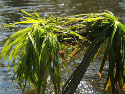 Aquatic Plants | Ontario's Invading Species Awareness Program