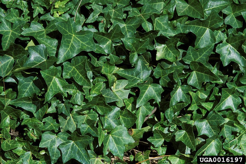 Invasive Ground Covers | Ontario's Invading Species Awareness Program