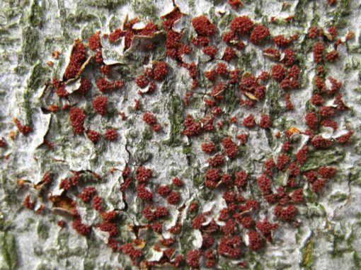 Forest Pests & Pathogens | Ontario's Invading Species Awareness Program