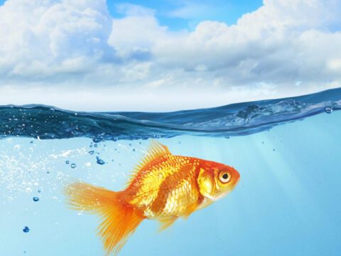 Pathways | Ontario's Invading Species Awareness Program