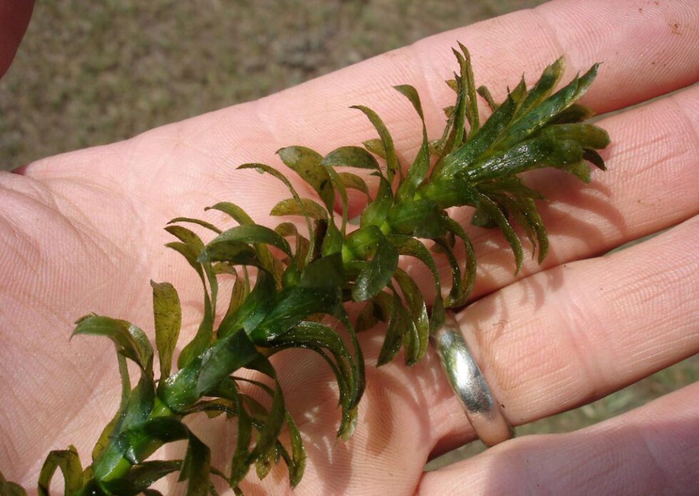 Brazilian Elodea | Ontario's Invading Species Awareness Program