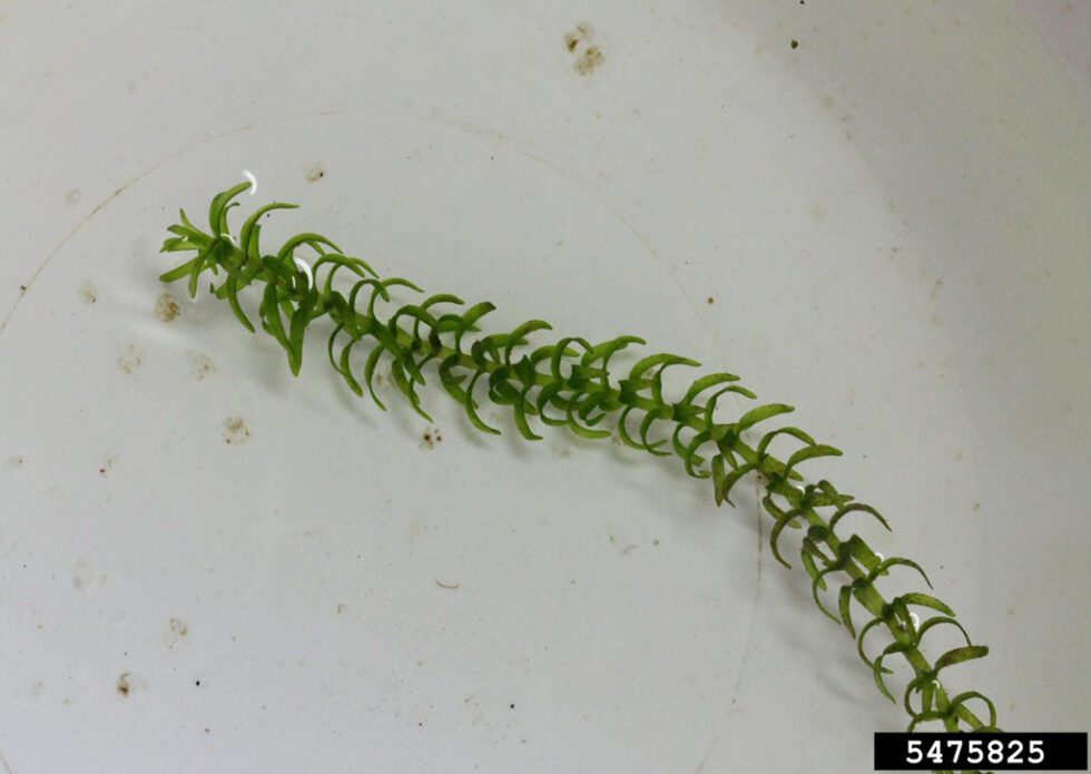 Brazilian Elodea | Ontario's Invading Species Awareness Program