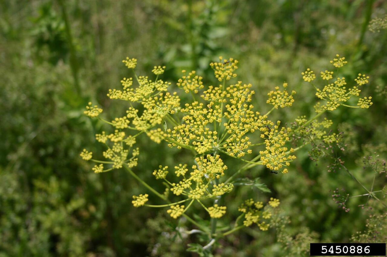 Wild Parsnip Ontarios Invading Species Awareness Program
