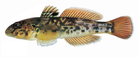 Round Goby | Ontario's Invading Species Awareness Program