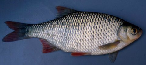 Rudd | Ontario's Invading Species Awareness Program