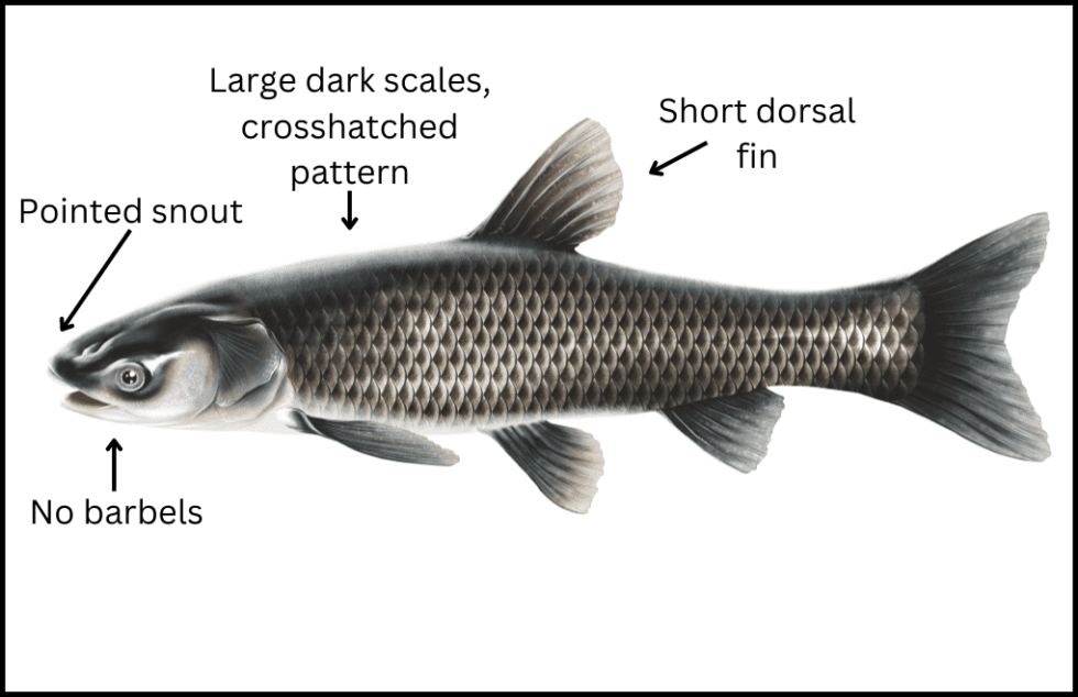 Invasive Carps | Ontario's Invading Species Awareness Program