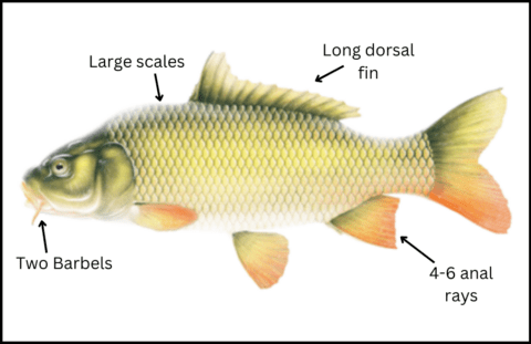 Invasive Carps | Ontario's Invading Species Awareness Program