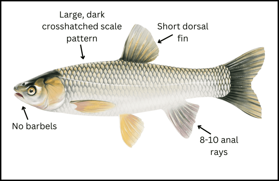 Invasive Carps | Ontario's Invading Species Awareness Program