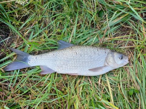 Fish | Ontario's Invading Species Awareness Program