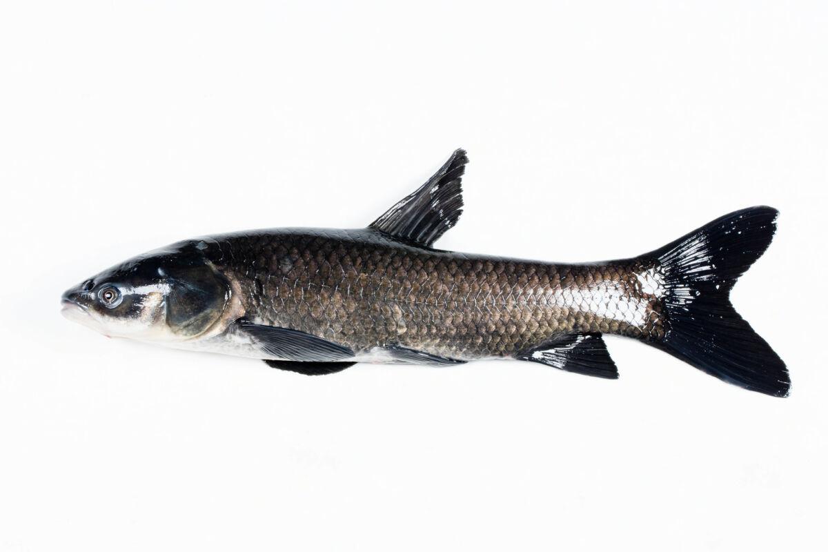 Invasive Carps | Ontario's Invading Species Awareness Program