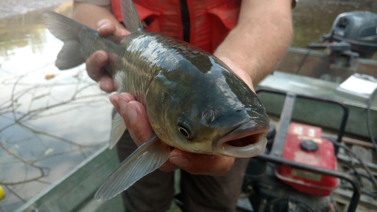Invasive Carps | Ontario's Invading Species Awareness Program