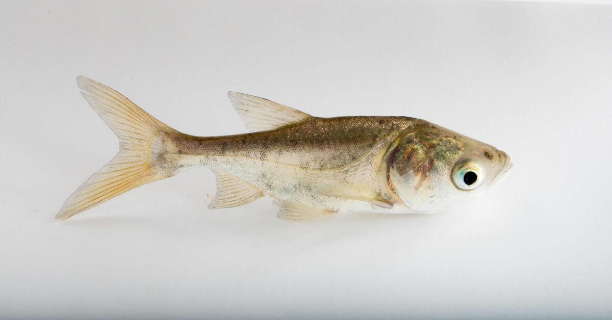 Invasive Carps | Ontario's Invading Species Awareness Program