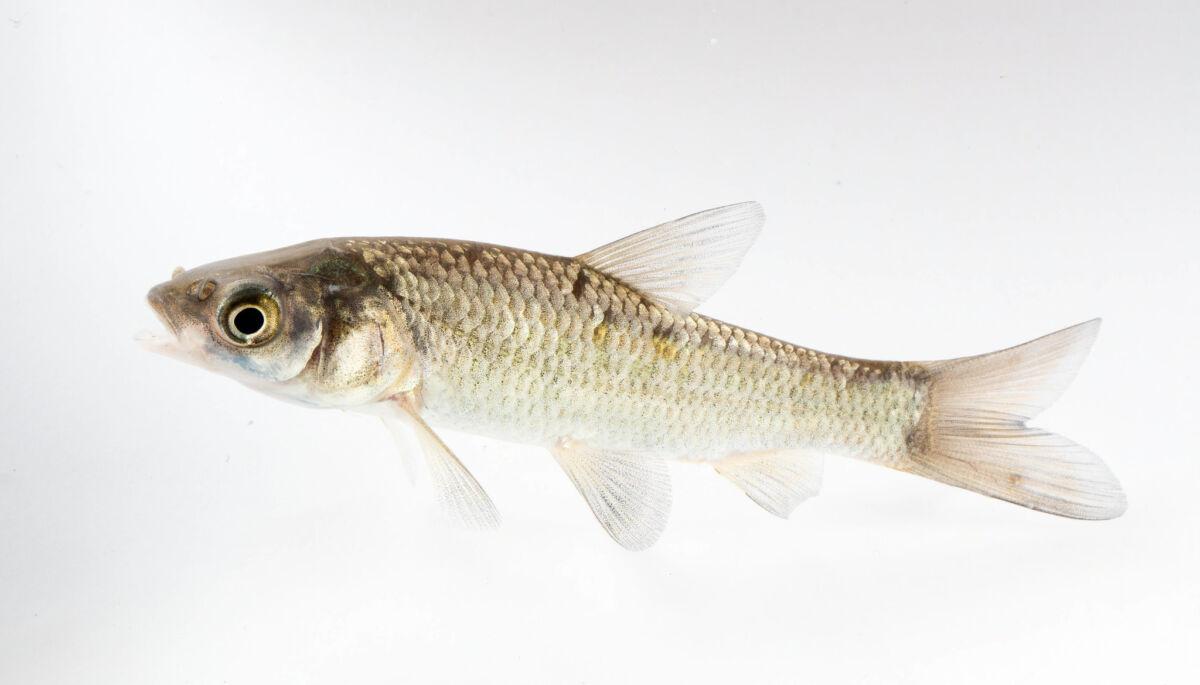 Invasive Carps | Ontario's Invading Species Awareness Program