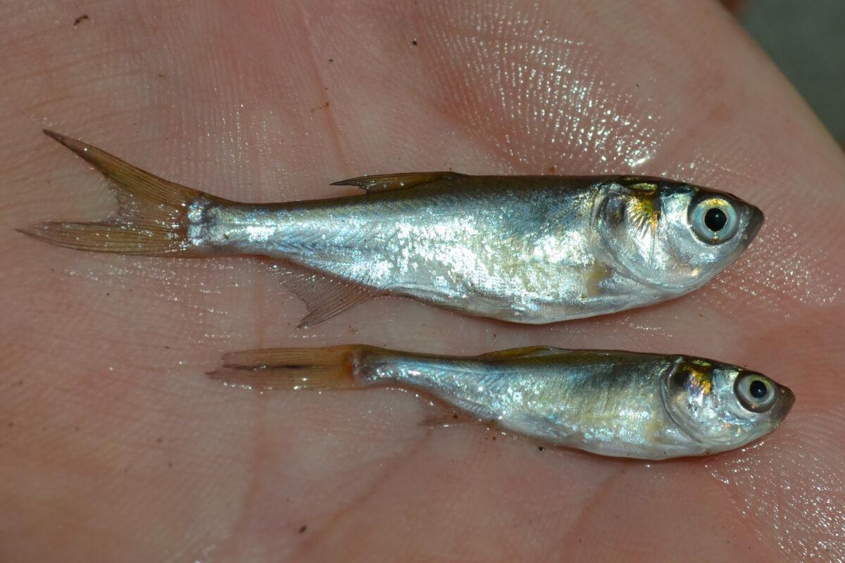 Invasive Carps | Ontario's Invading Species Awareness Program