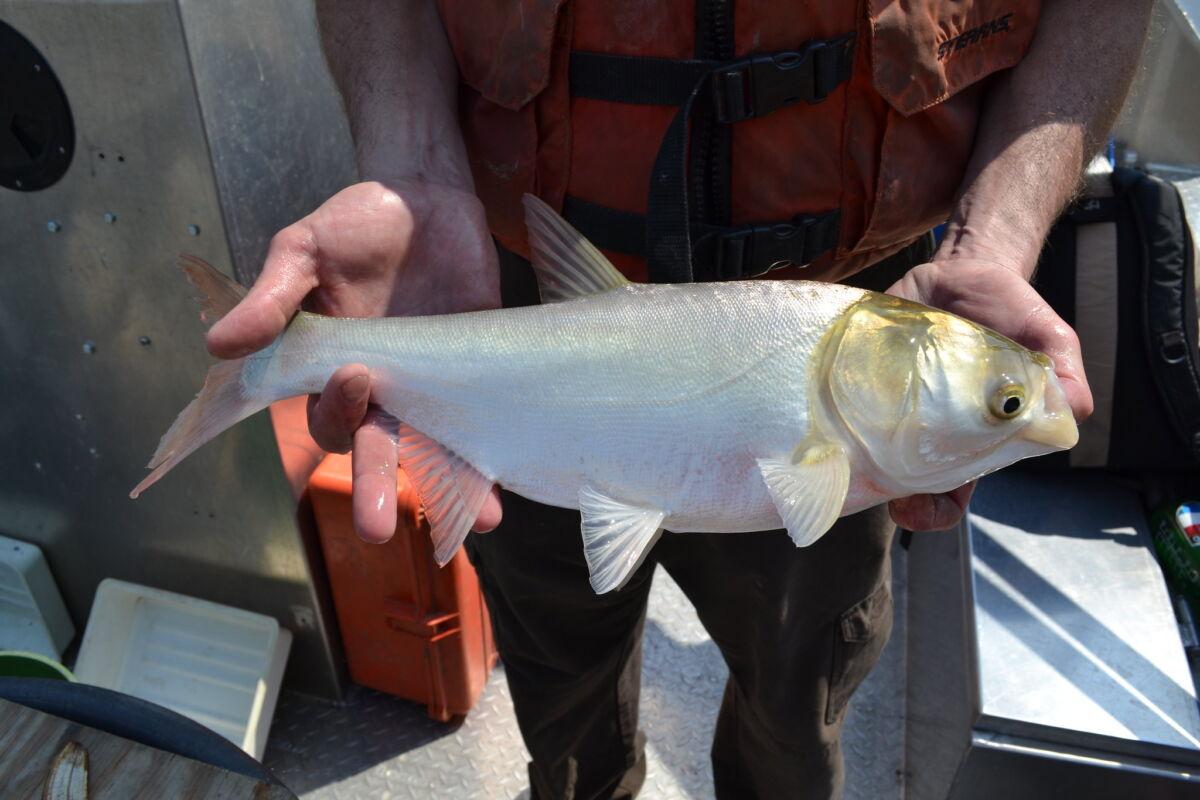 Invasive Carps: Junior Level | Ontario's Invading Species Awareness Program