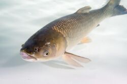 Invasive Carps | Ontario's Invading Species Awareness Program