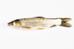 Invasive Carps | Ontario's Invading Species Awareness Program