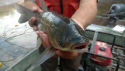 Invasive Carps | Ontario's Invading Species Awareness Program