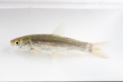 Invasive Carps | Ontario's Invading Species Awareness Program