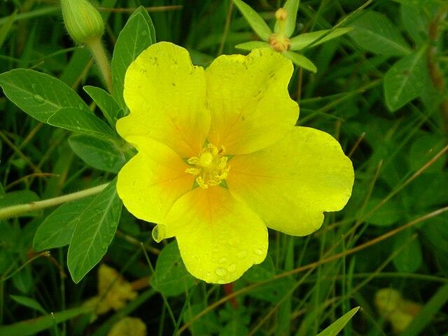 Floating Primrose-Willow | Ontario's Invading Species Awareness Program