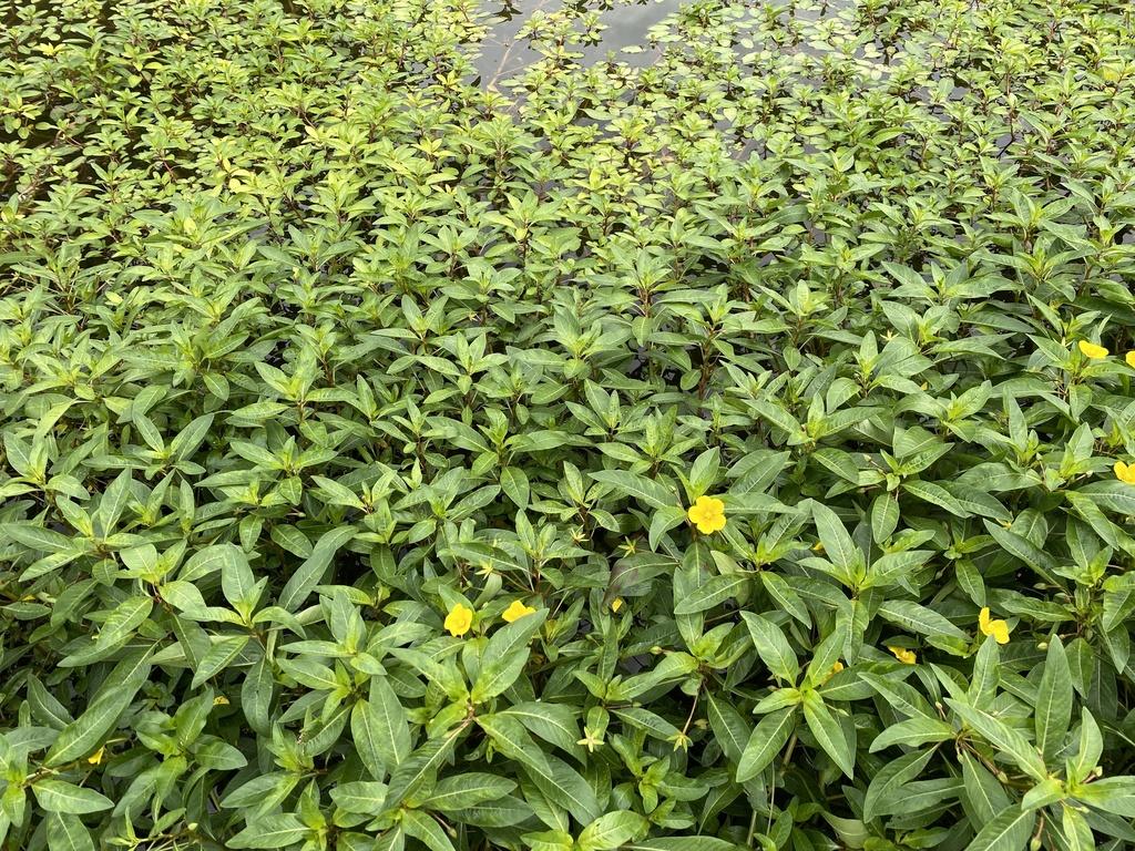 Floating Primrose-Willow | Ontario's Invading Species Awareness Program