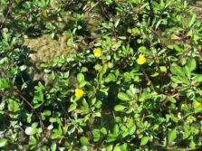 Floating Primrose-Willow | Ontario's Invading Species Awareness Program