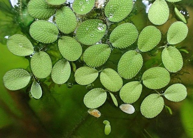 Watermoss | Ontario's Invading Species Awareness Program