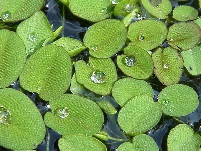 Watermoss | Ontario's Invading Species Awareness Program
