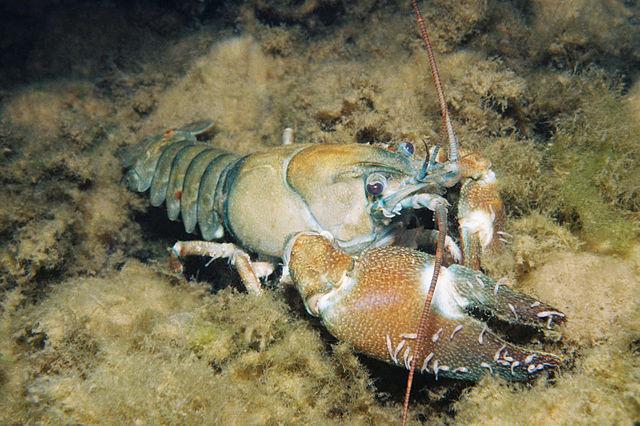 Signal Crayfish | Ontario's Invading Species Awareness Program