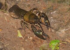 Signal Crayfish | Ontario's Invading Species Awareness Program
