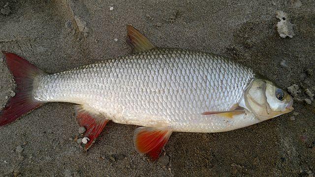 Ide | Ontario's Invading Species Awareness Program