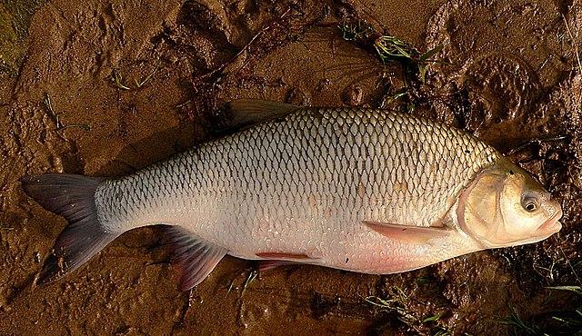 Ide | Ontario's Invading Species Awareness Program