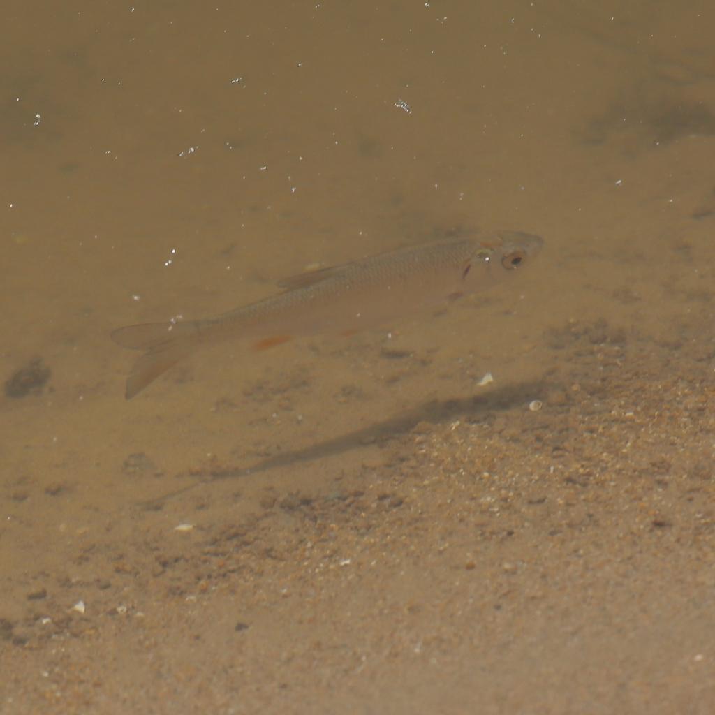 Ide | Ontario's Invading Species Awareness Program