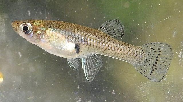 Eastern and Western Mosquitofish | Ontario's Invading Species Awareness ...