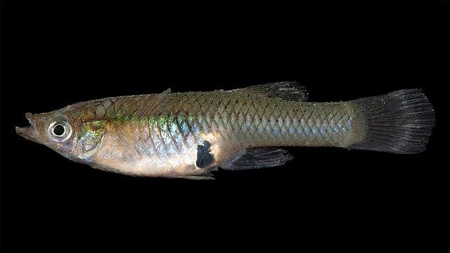 Eastern and Western Mosquitofish | Ontario's Invading Species Awareness ...