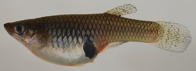 Eastern and Western Mosquitofish | Ontario's Invading Species Awareness ...
