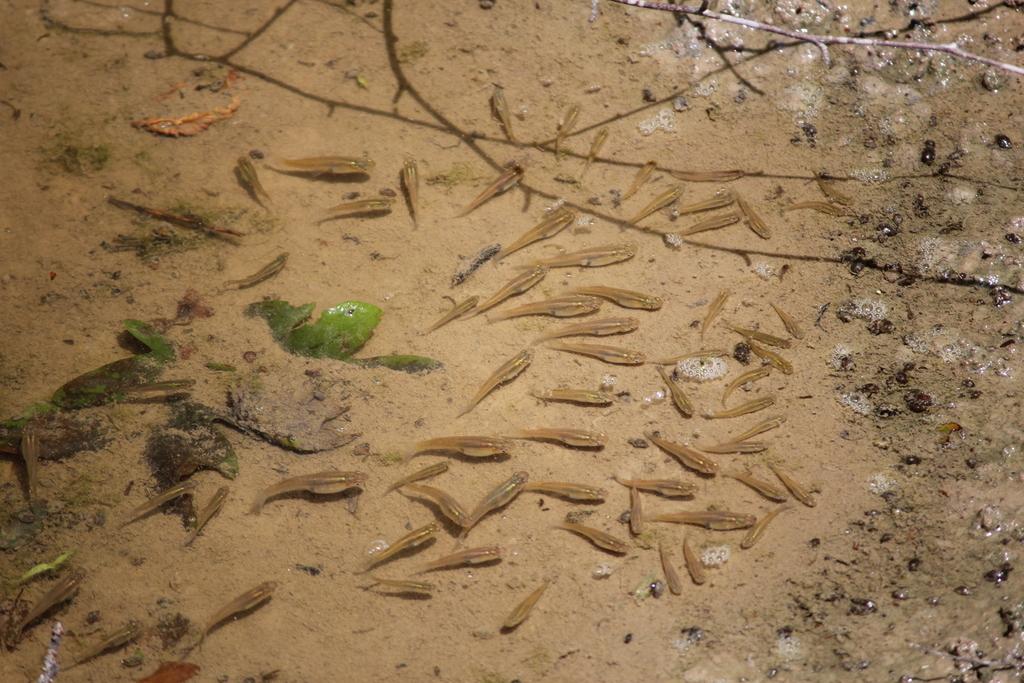 Eastern and Western Mosquitofish | Ontario's Invading Species Awareness ...