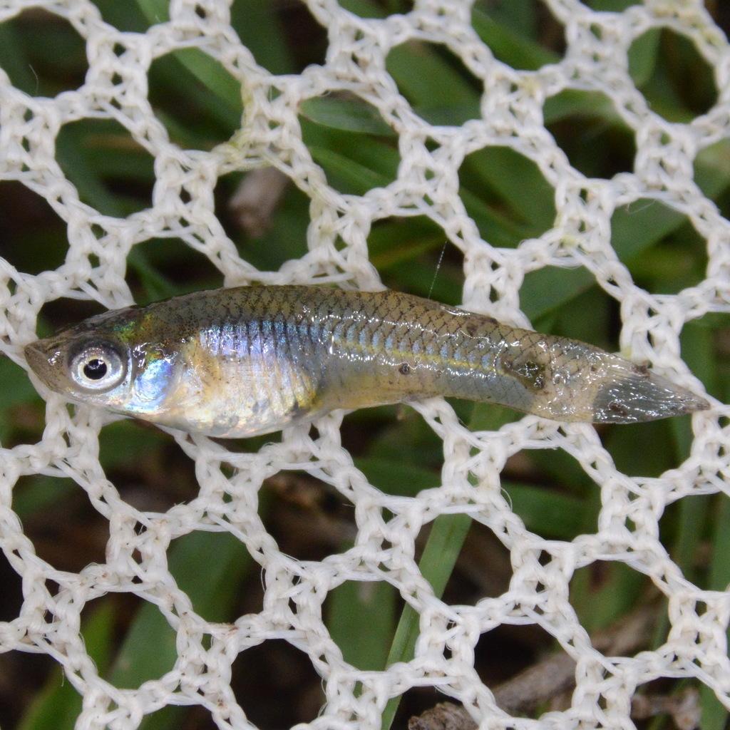 Eastern and Western Mosquitofish | Ontario's Invading Species Awareness ...